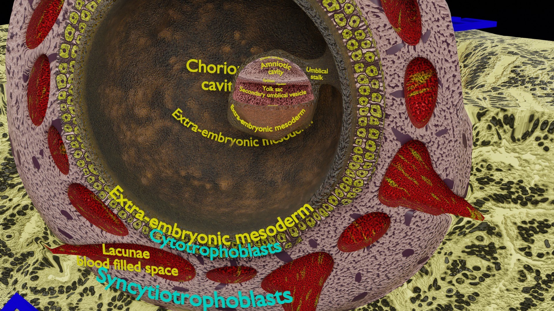Human embryo 14 days labelled detailed model - TurboSquid 2135491