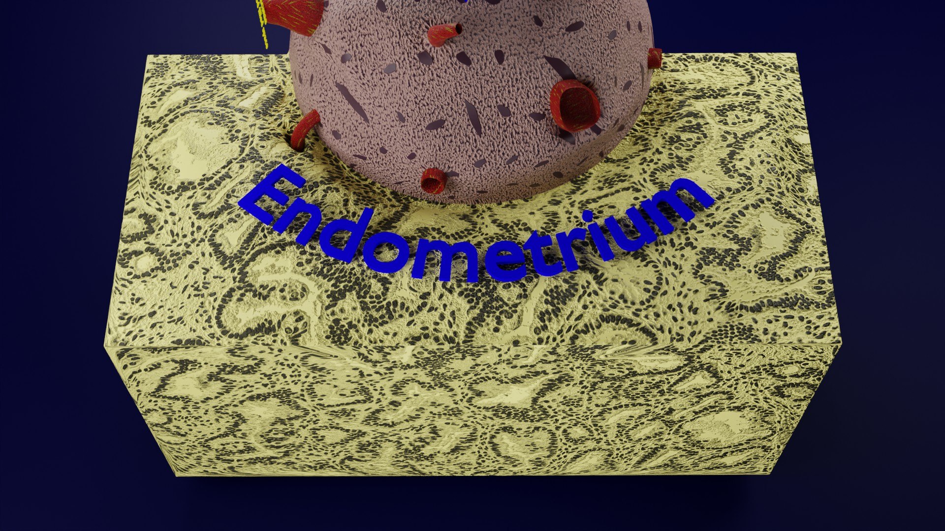 Human embryo 14 days labelled detailed model - TurboSquid 2135491