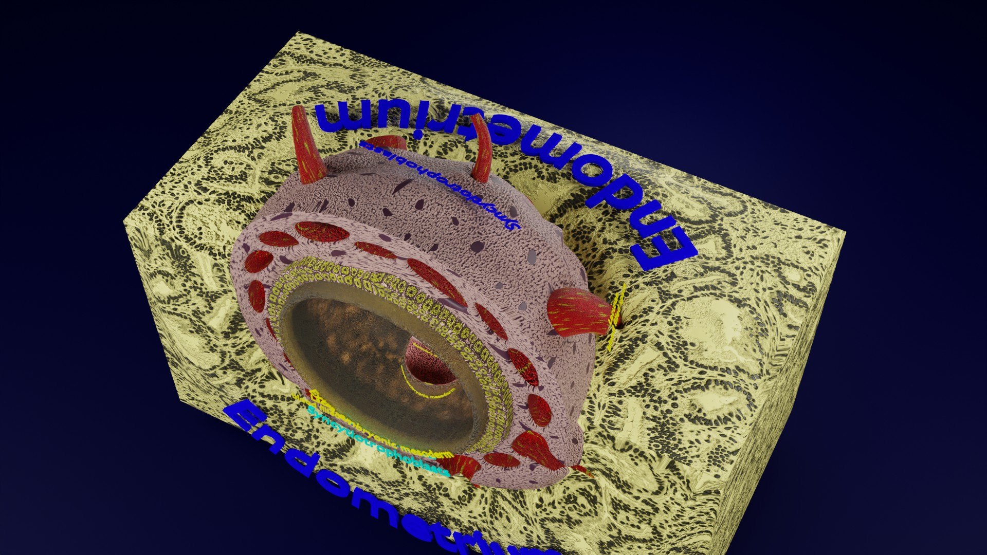 Human embryo 14 days labelled detailed model - TurboSquid 2135491