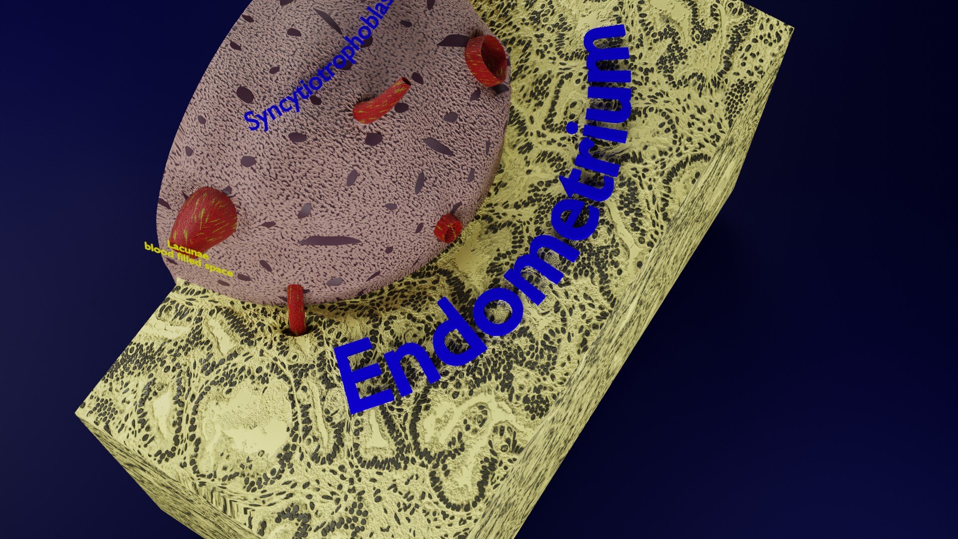 Human embryo 14 days labelled detailed model - TurboSquid 2135491