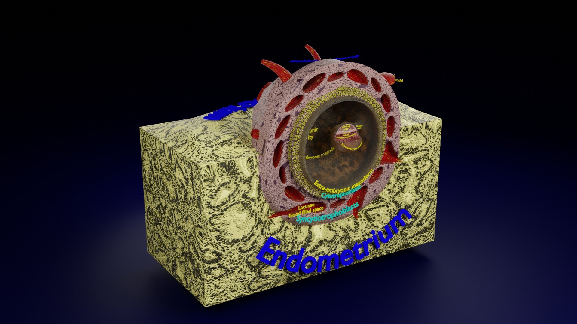 Human embryo 14 days labelled detailed model - TurboSquid 2135491