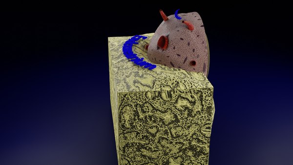 modelo 3d Embrión humano de 14 días etiquetado detalladamente ...