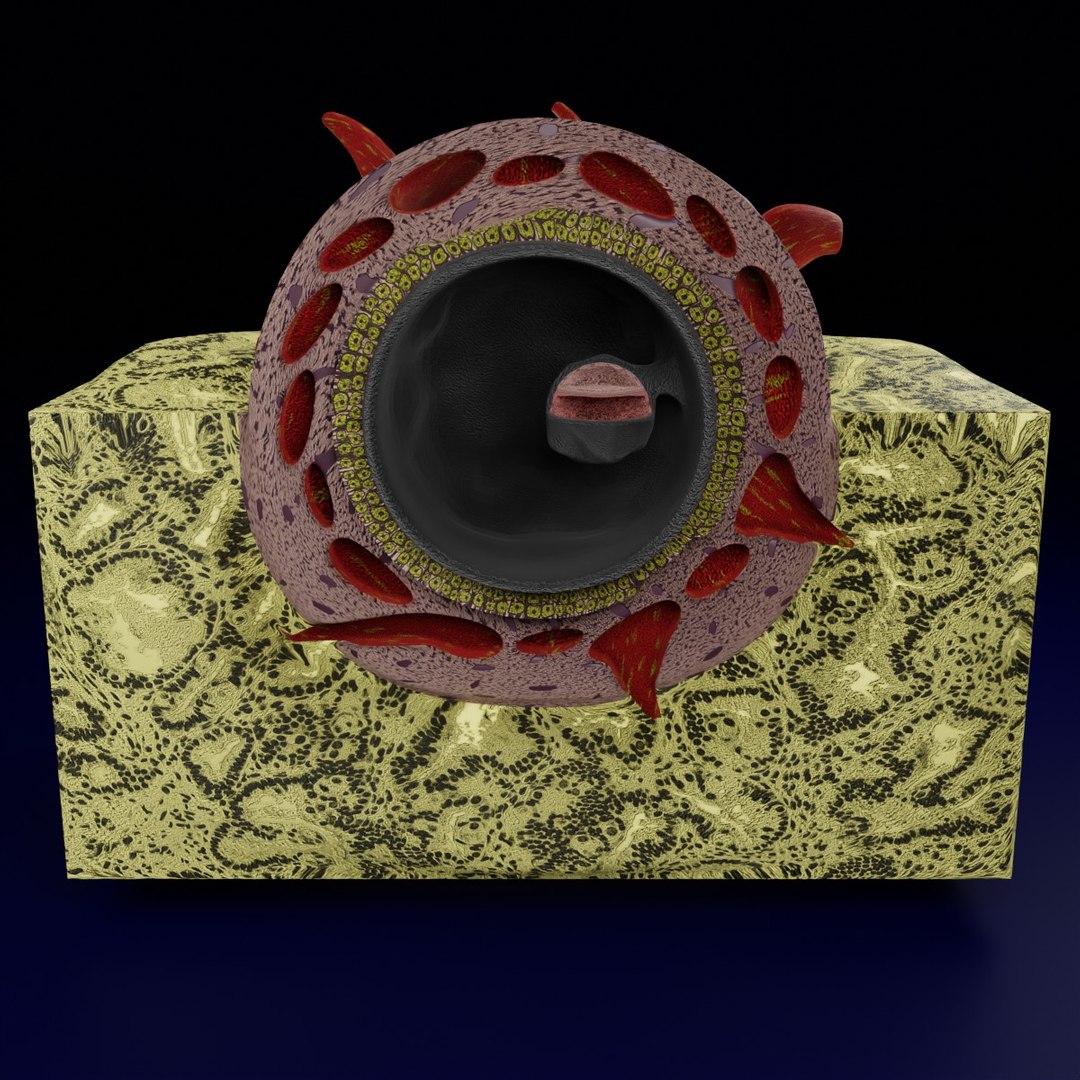 Human embryo 14 days labelled detailed model - TurboSquid 2135491