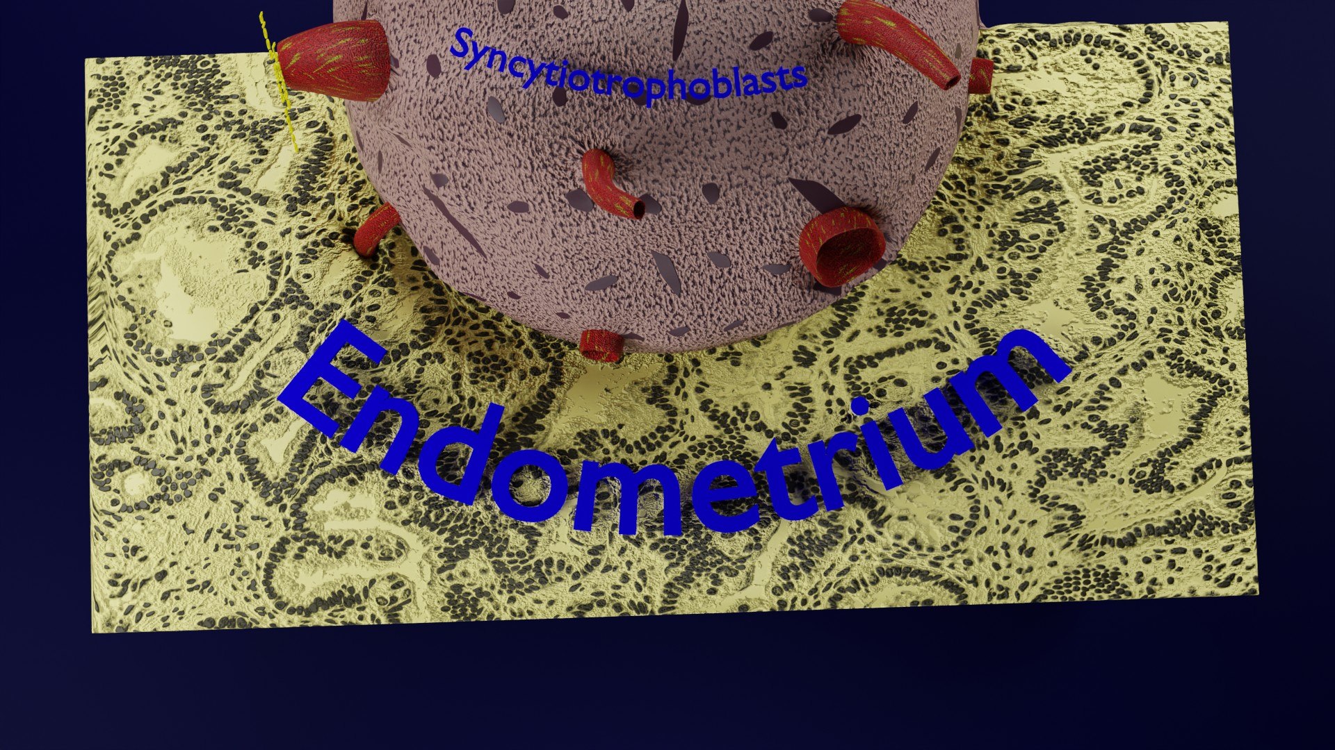 Human embryo 14 days labelled detailed model - TurboSquid 2135491