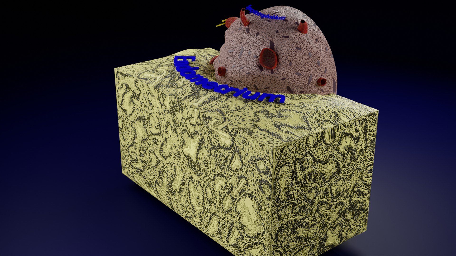 Human embryo 14 days labelled detailed model - TurboSquid 2135491
