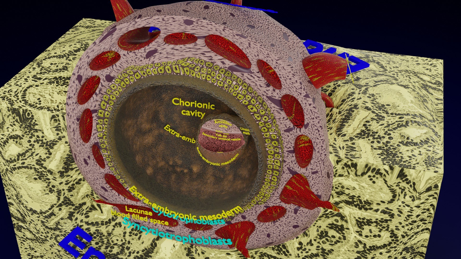Human embryo 14 days labelled detailed model - TurboSquid 2135491