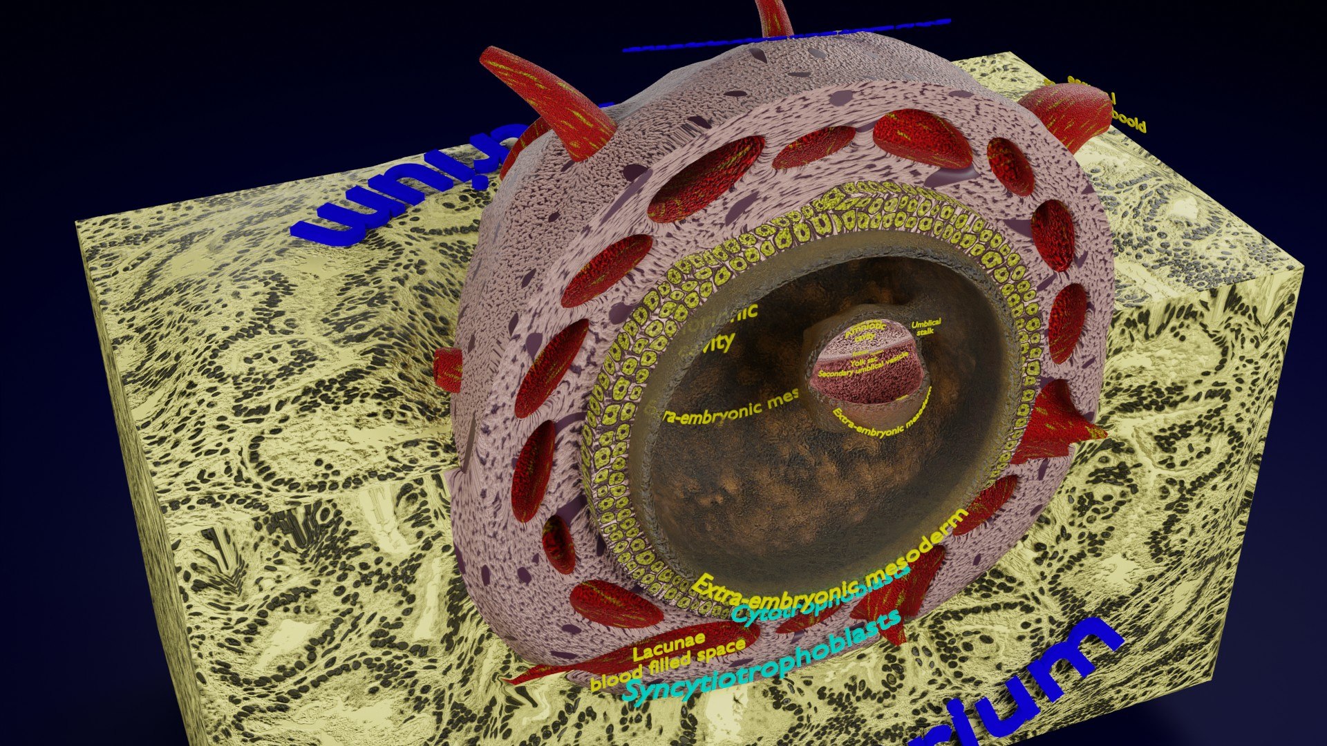 Human embryo 14 days labelled detailed model - TurboSquid 2135491