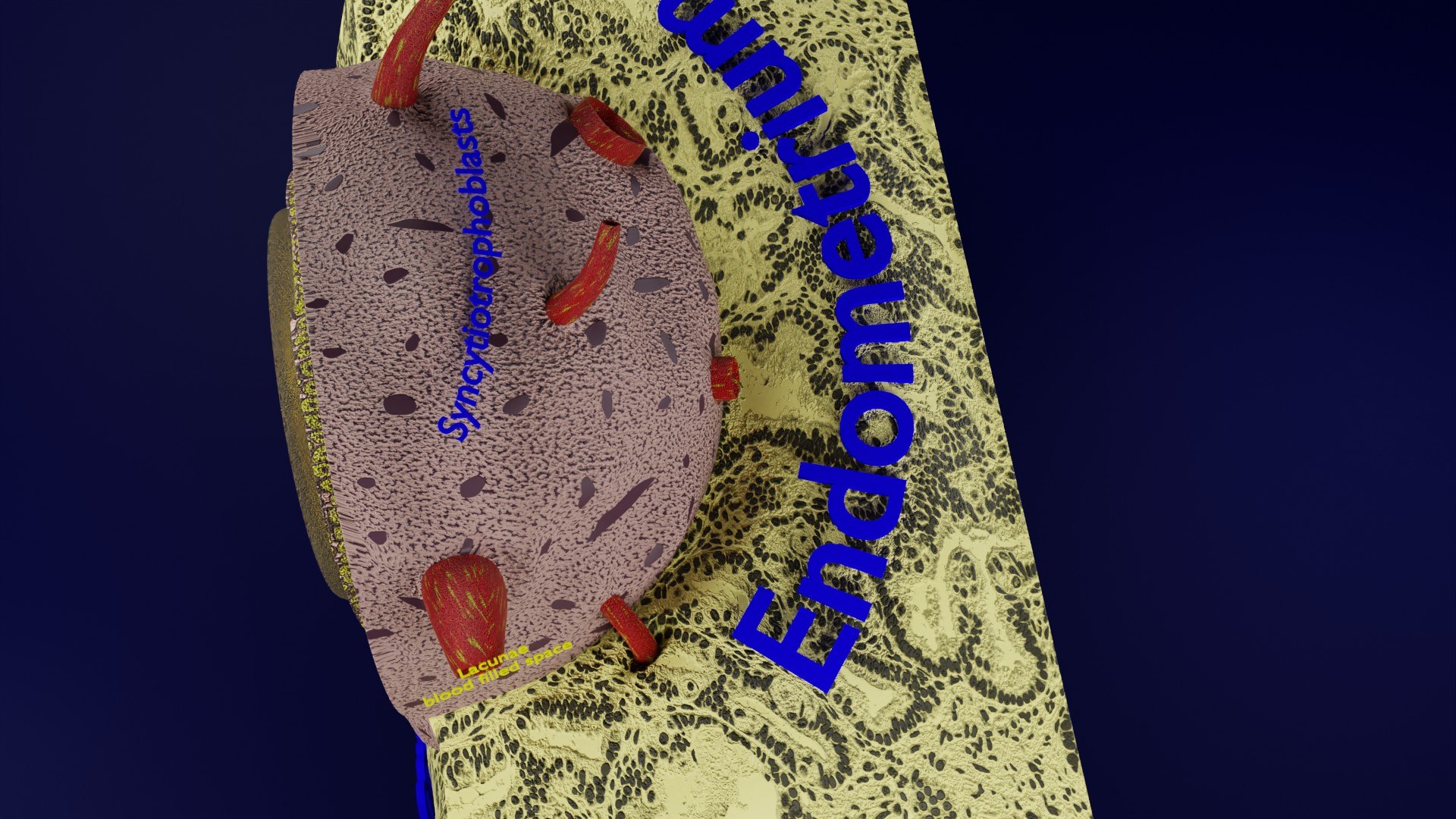 Human embryo 14 days labelled detailed model - TurboSquid 2135491