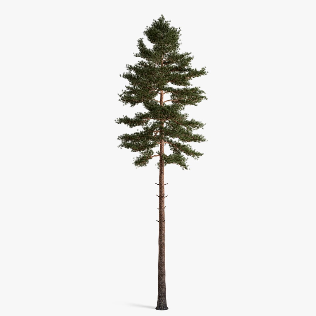 3d scotch fir