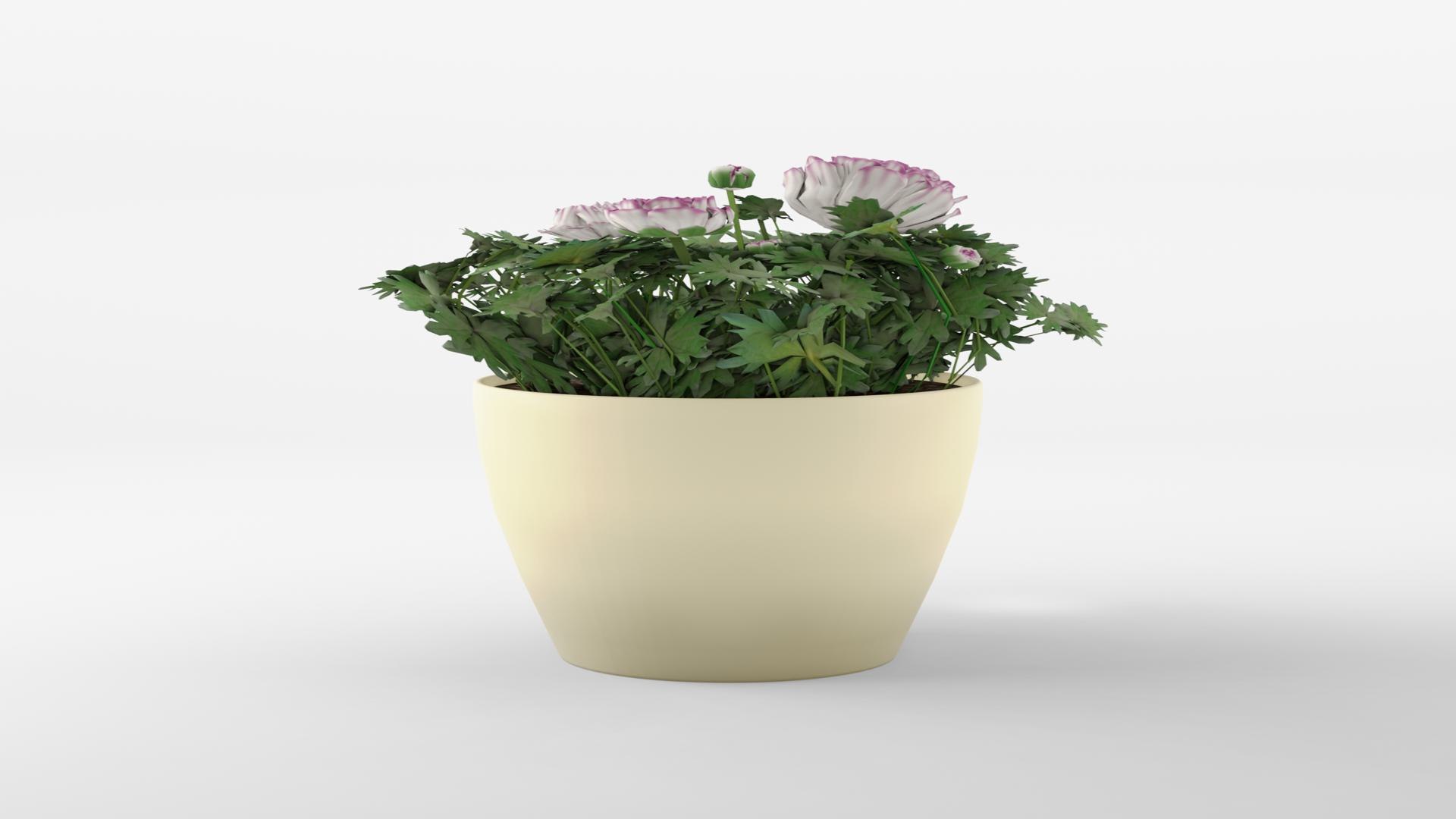 3D Model Buttercup Or Ranunculus Mache Vanilla Rose 3D Model ...