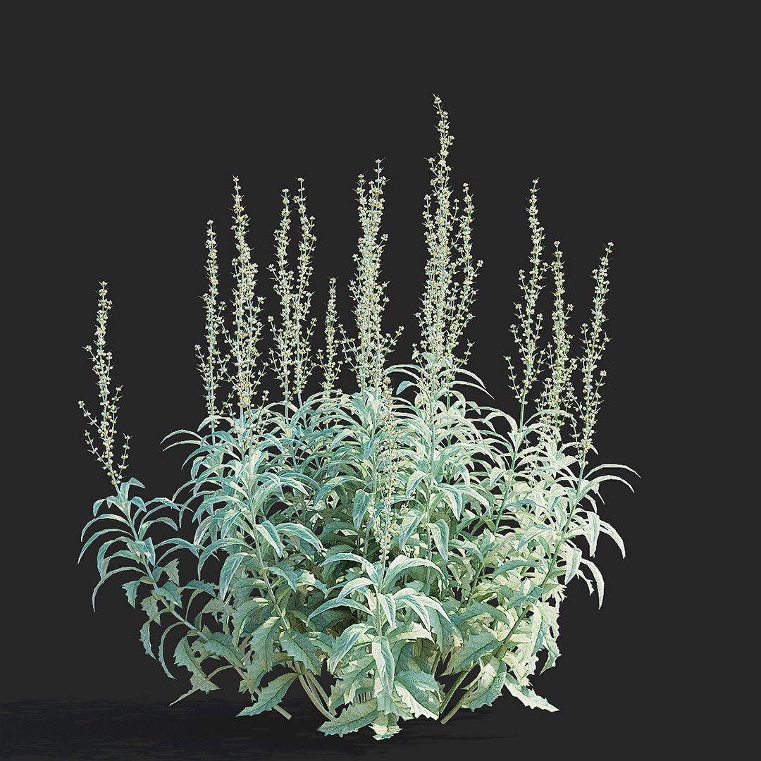 Artemisia Ludoviciana Flower 3d Model Turbosquid 2208374