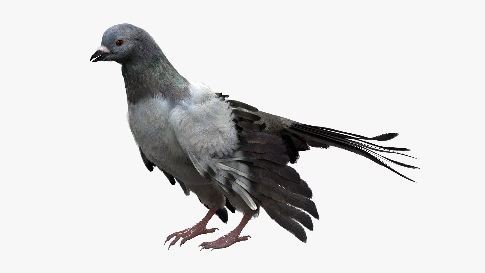 3D Realistic Dove Rigged - TurboSquid 1505498