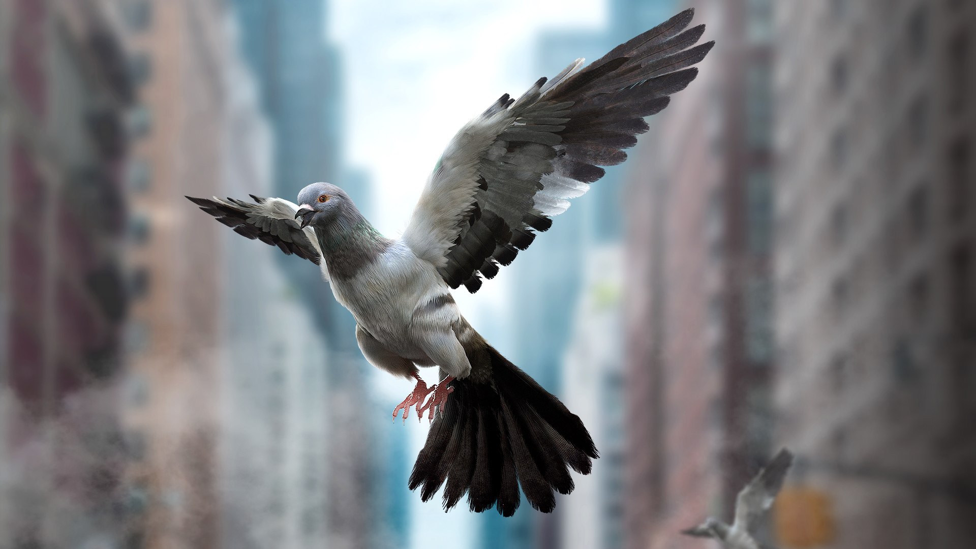 3D realistic dove rigged - TurboSquid 1505498