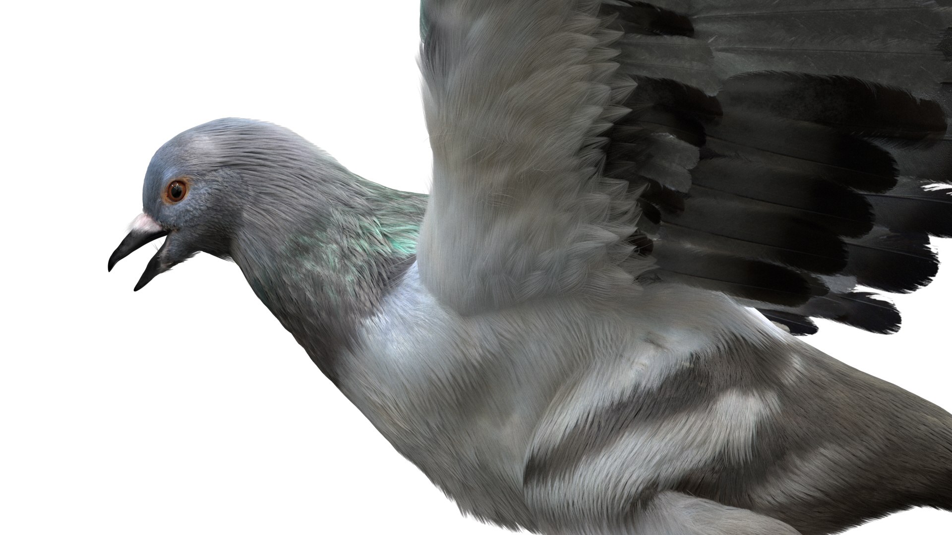 3D Realistic Dove Rigged - TurboSquid 1505498