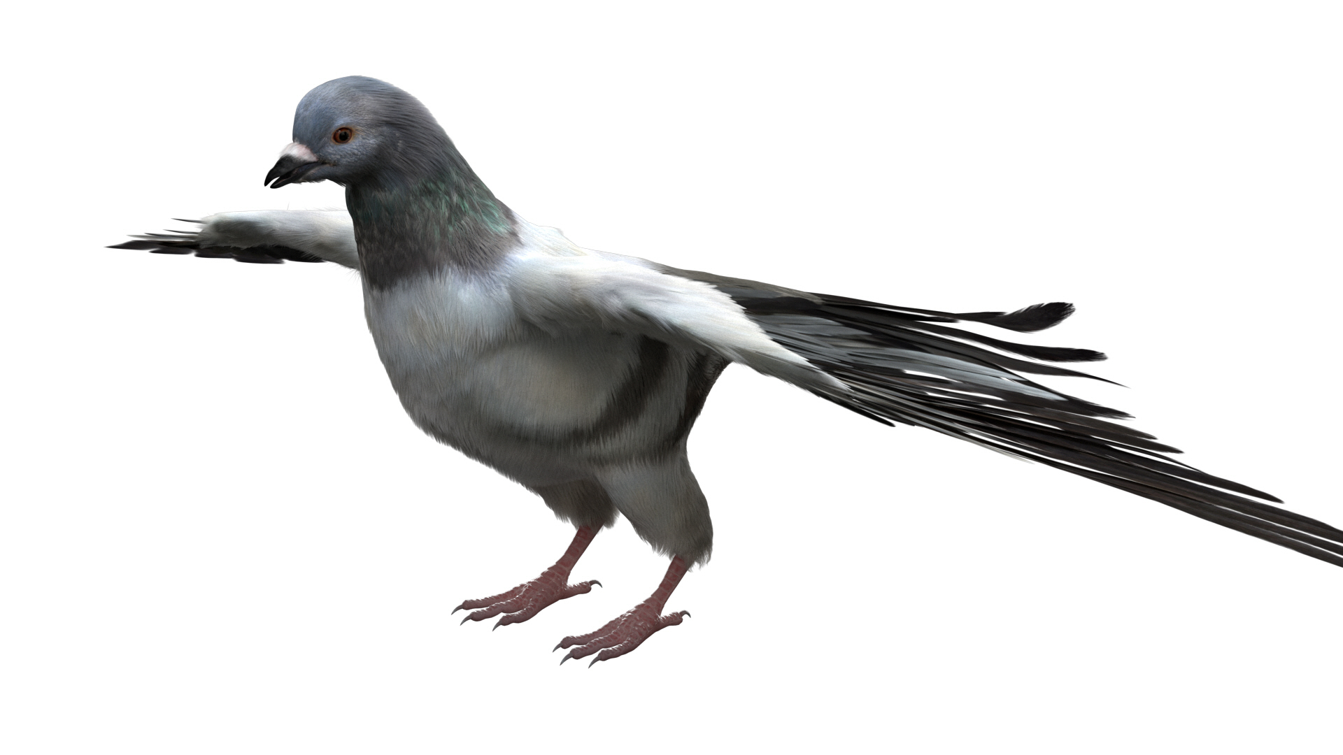 3D Realistic Dove Rigged - TurboSquid 1505498