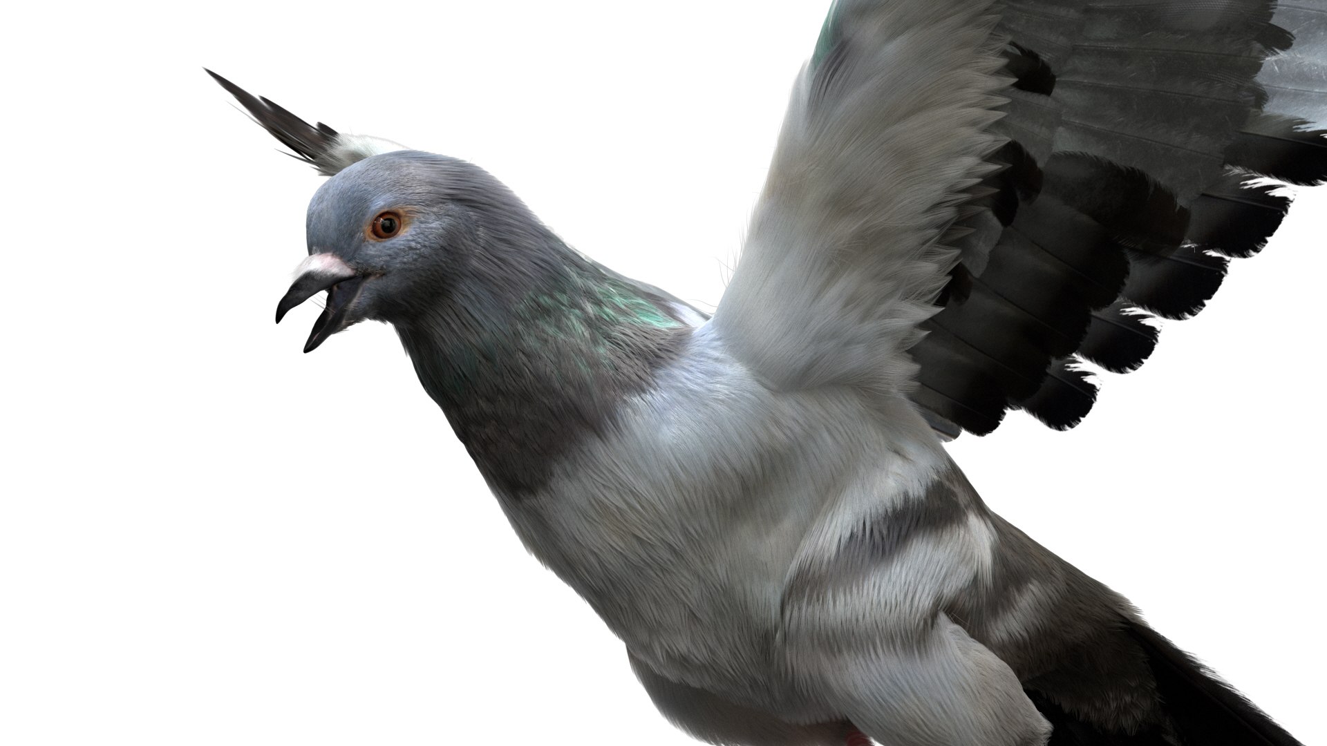 3D Realistic Dove Rigged - TurboSquid 1505498