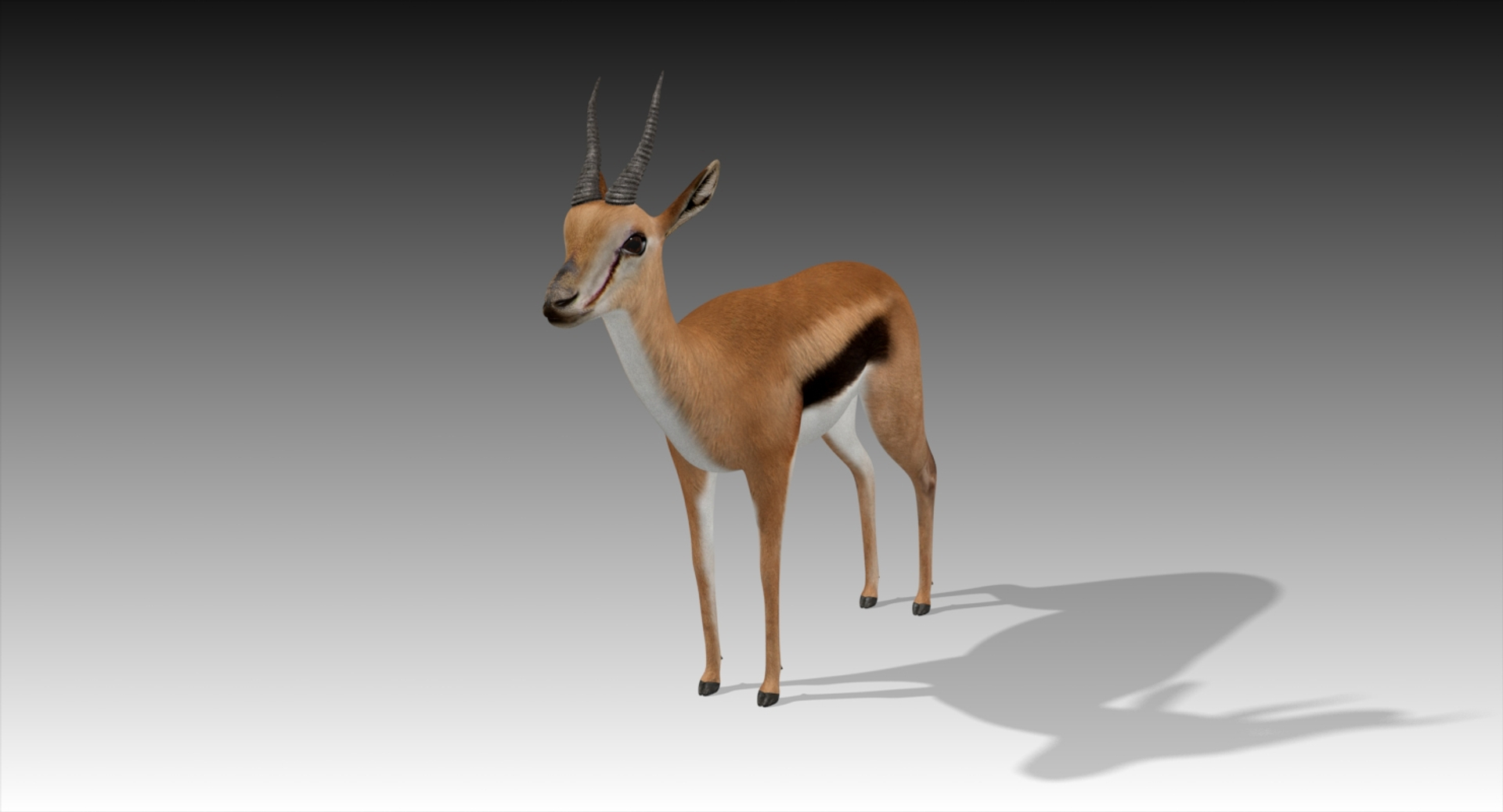 Gazelle Animation 3D Model - TurboSquid 1309586