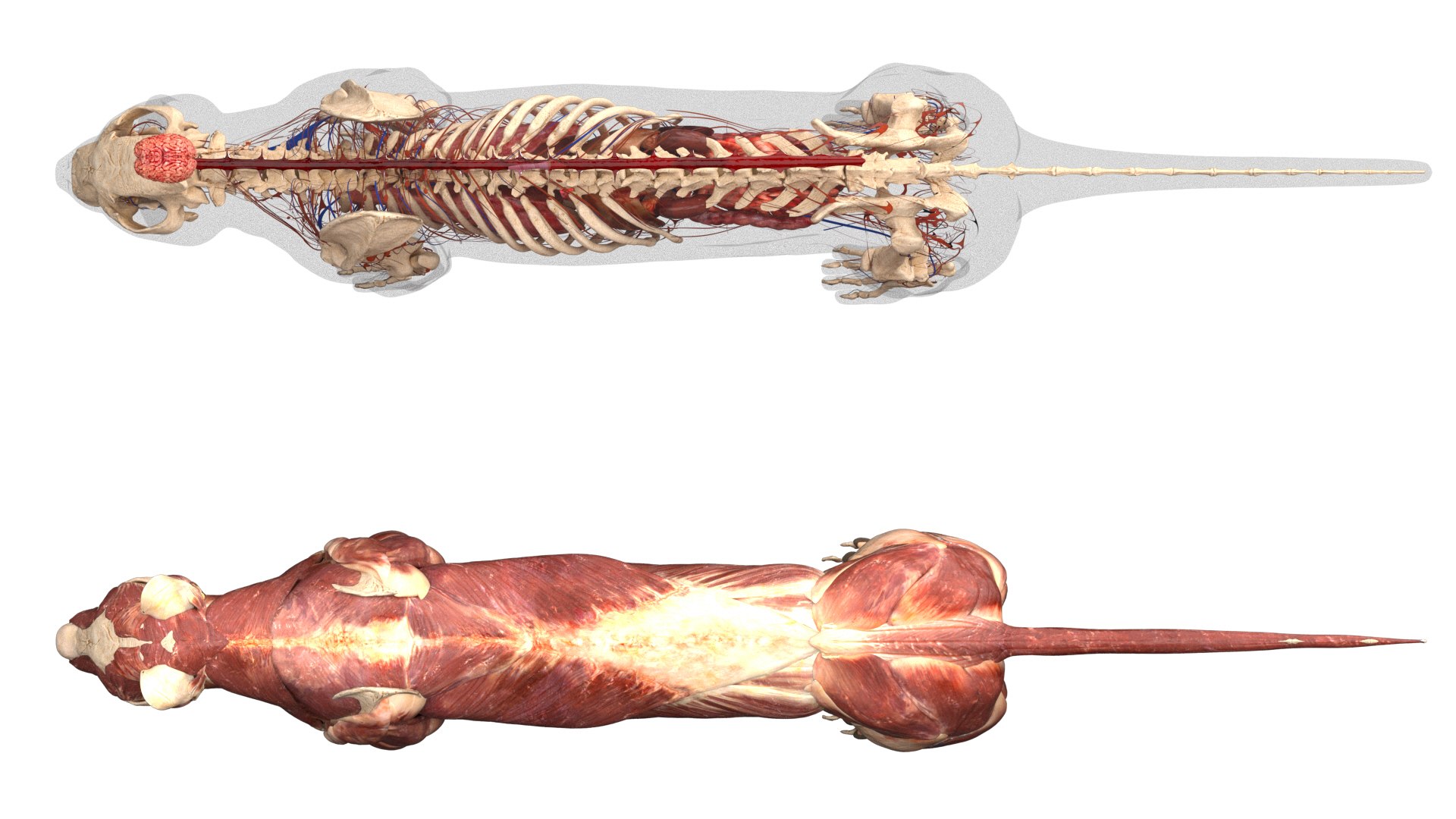 Tiger anatomy 3D model - TurboSquid 1473688