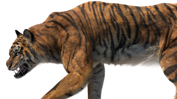 modelo 3d Anatomía del tigre - TurboSquid 1473688