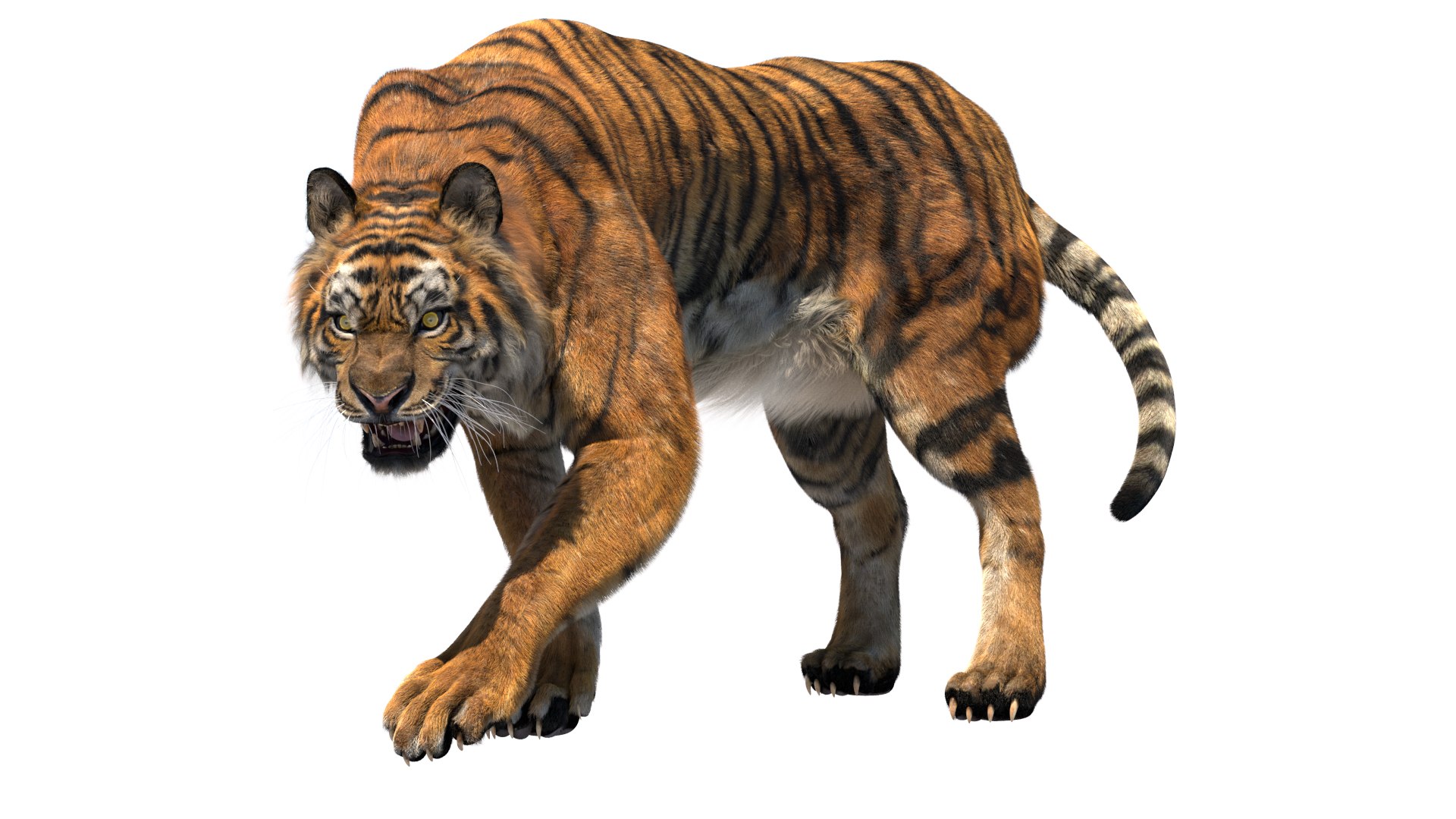 Tiger Anatomy 3D Model - TurboSquid 1473688