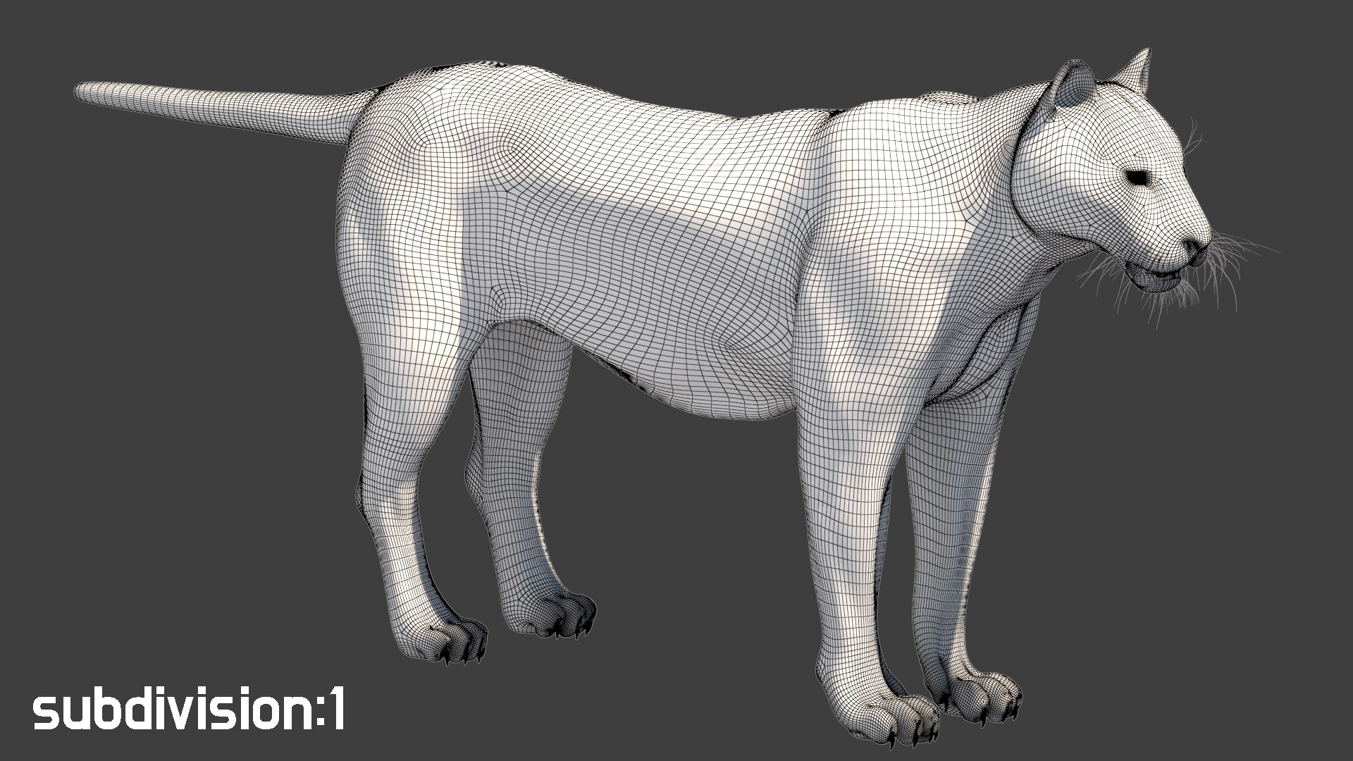 Tiger anatomy 3D model - TurboSquid 1473688