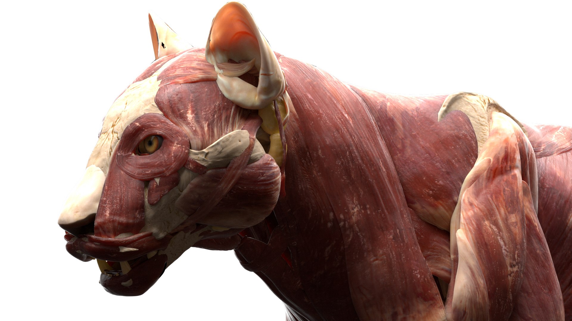 Tiger anatomy 3D model - TurboSquid 1473688