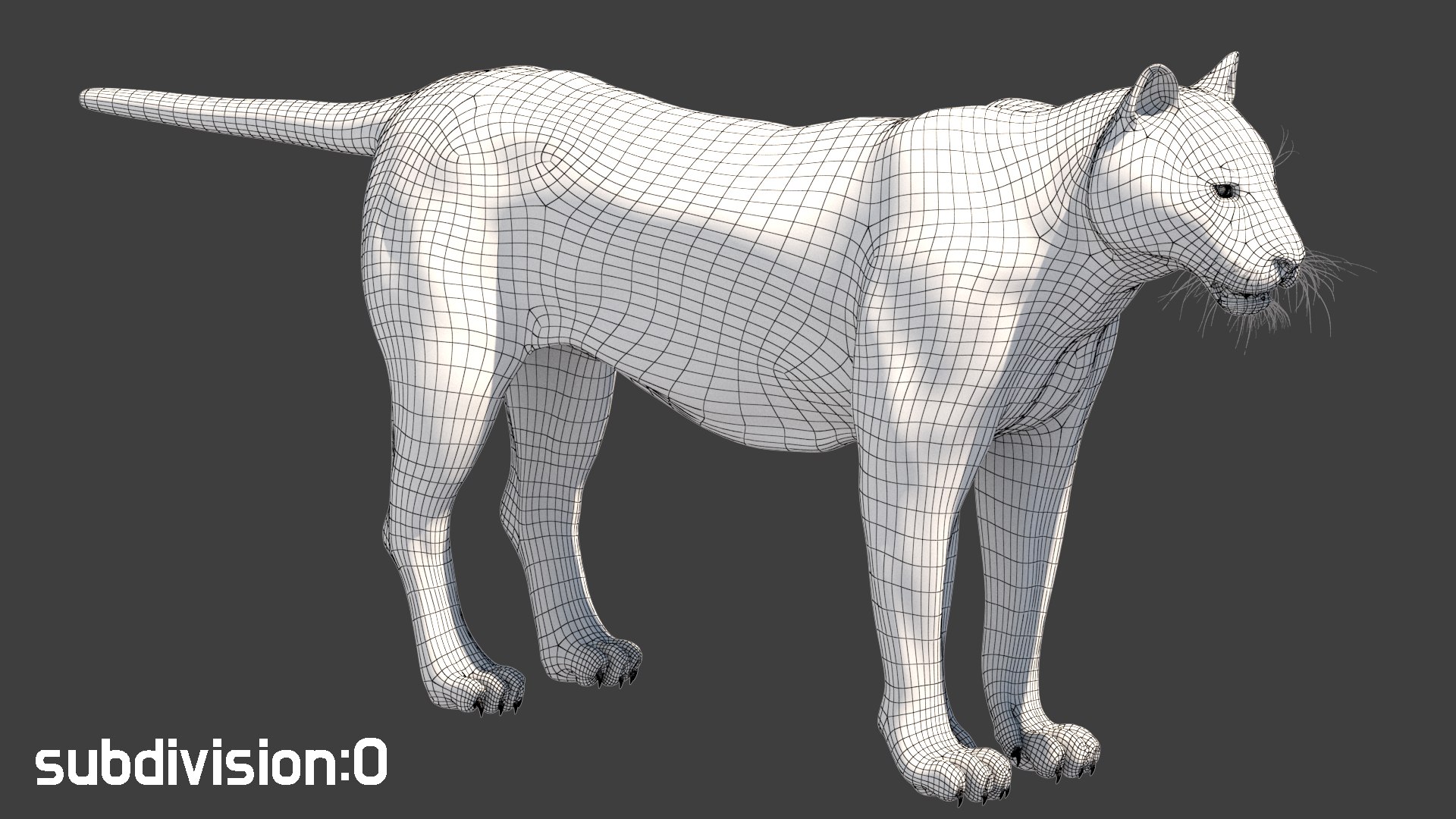 Tiger anatomy 3D model - TurboSquid 1473688