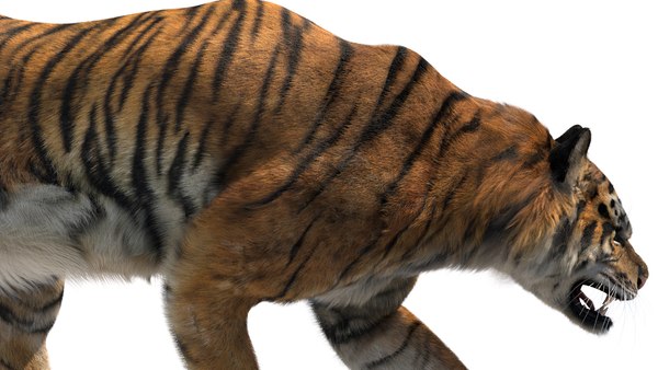 modelo 3d Anatomía del tigre - TurboSquid 1473688