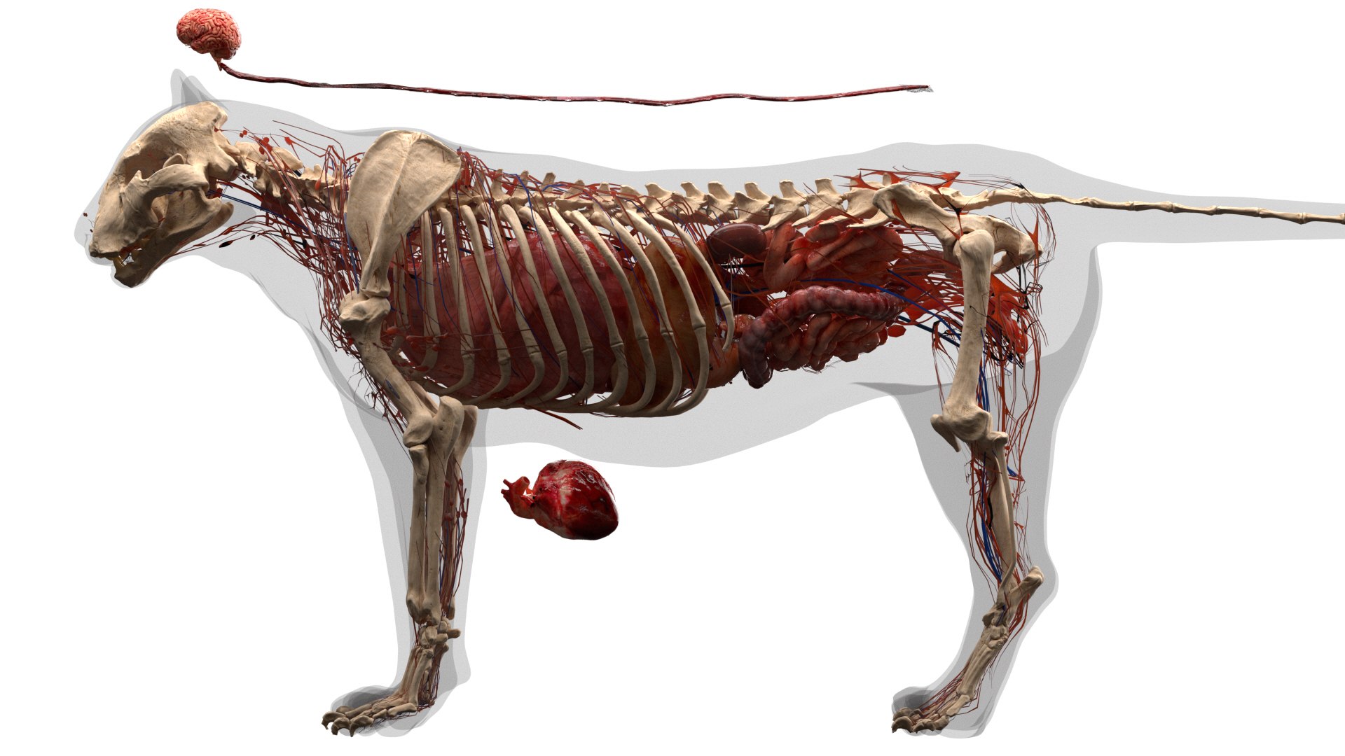 Tiger anatomy 3D model - TurboSquid 1473688