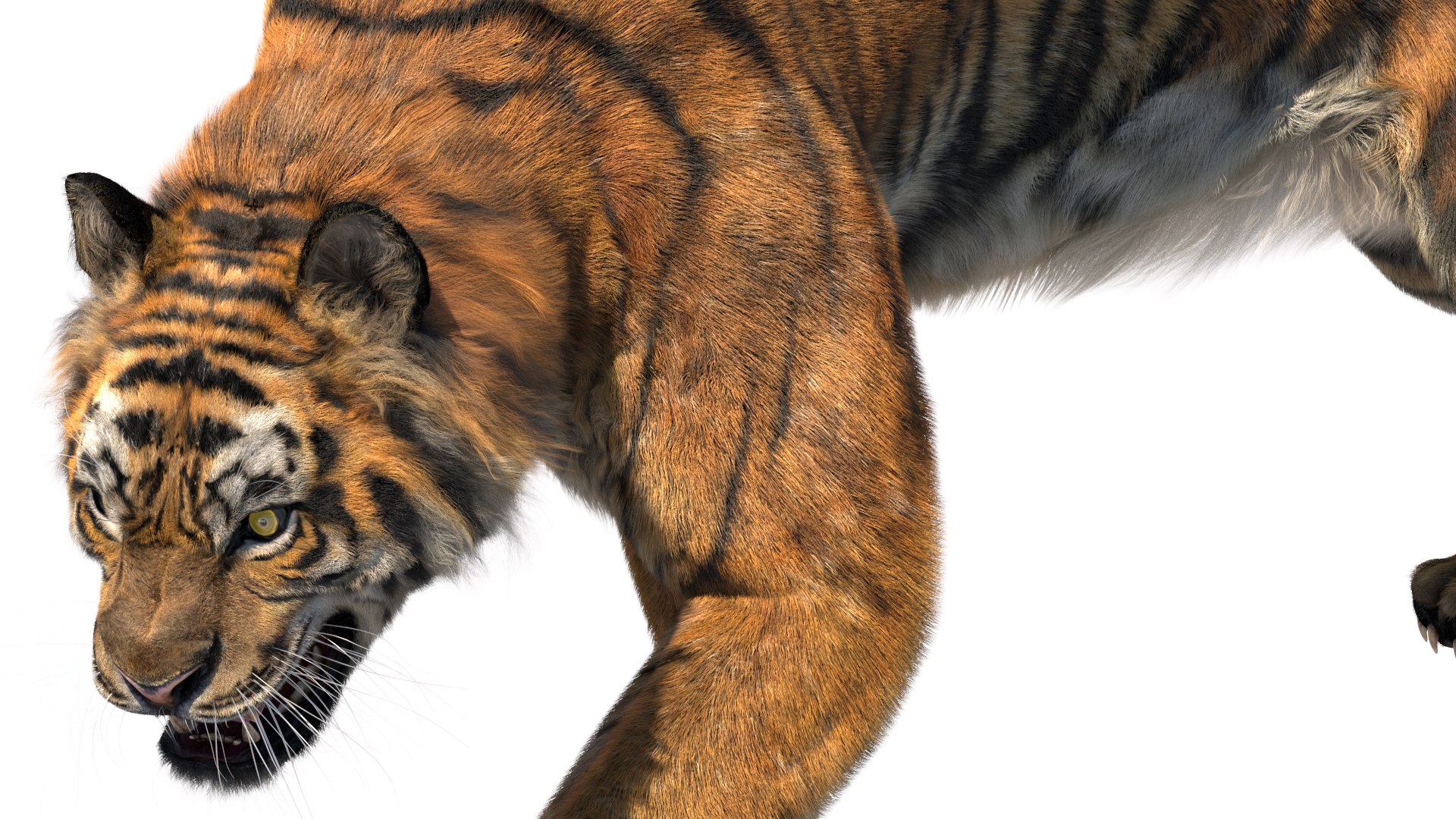 Tiger Anatomy 3D Model - TurboSquid 1473688