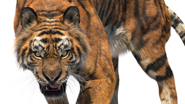 modelo 3d Anatomía del tigre - TurboSquid 1473688
