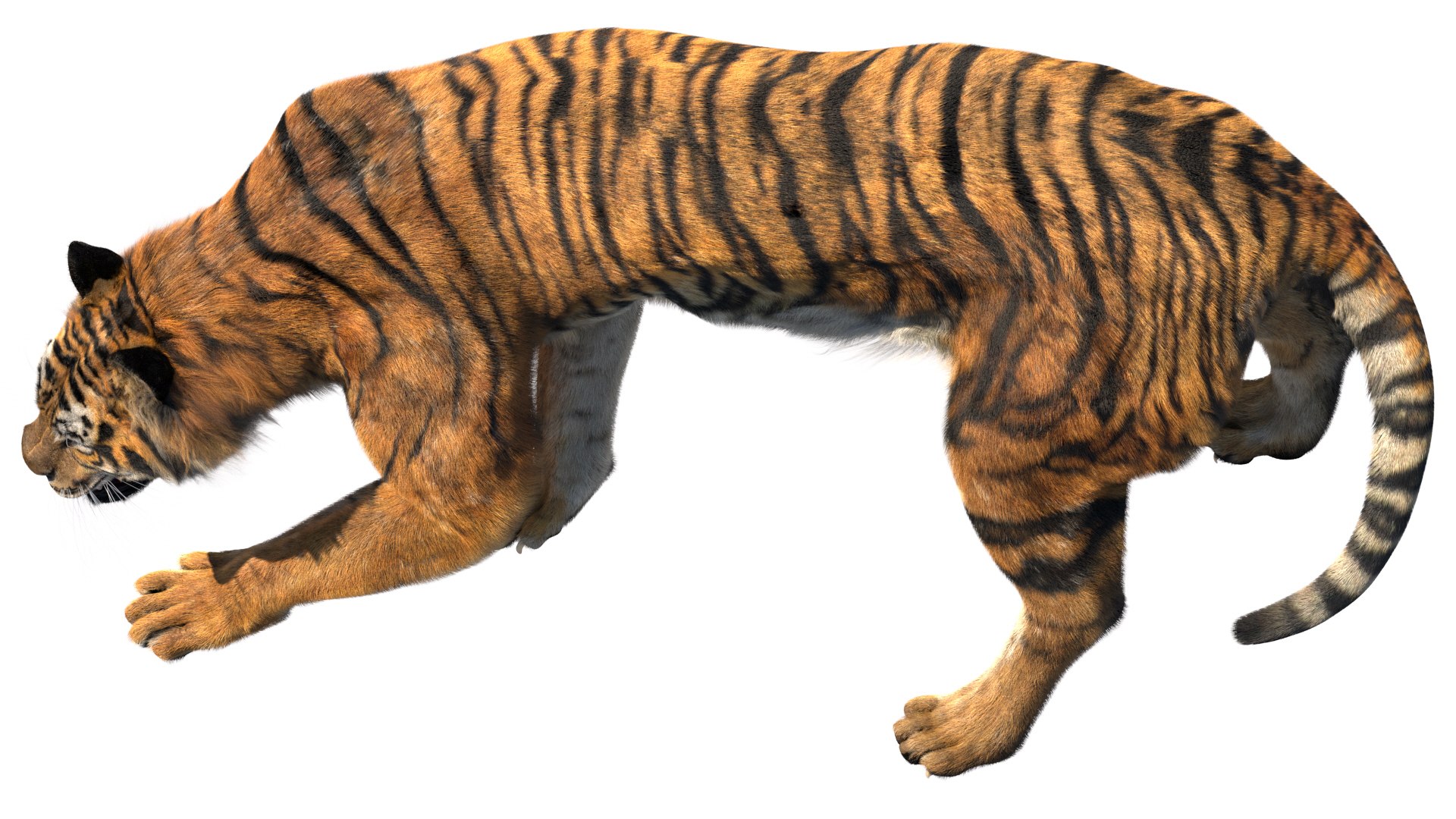 Tiger anatomy 3D model - TurboSquid 1473688
