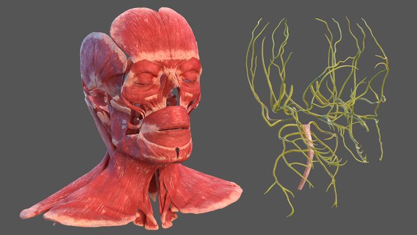 Anatomia completa da cabeça humana Modelo 3D - TurboSquid 1474080