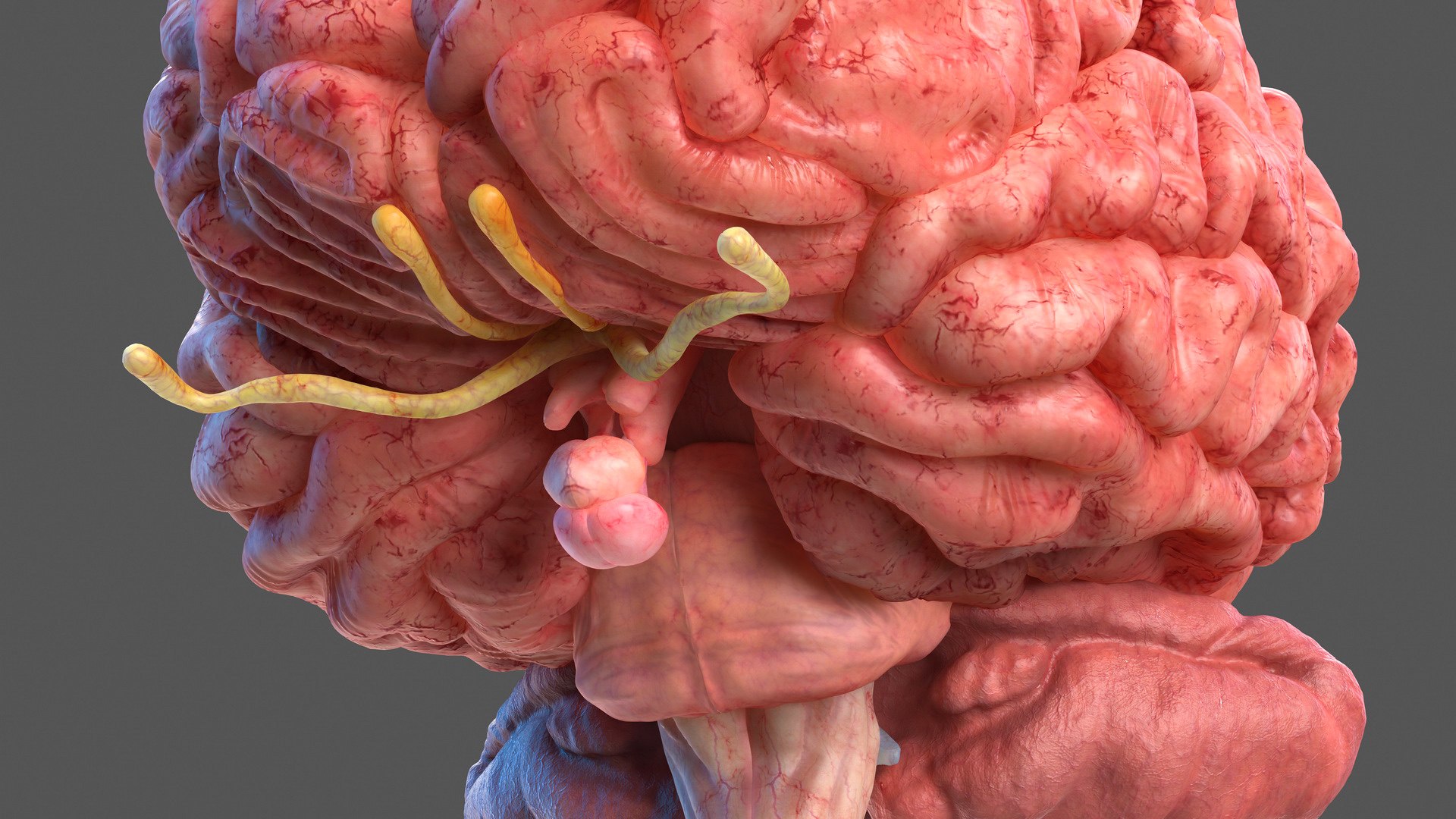 3D human head anatomy - TurboSquid 1474080