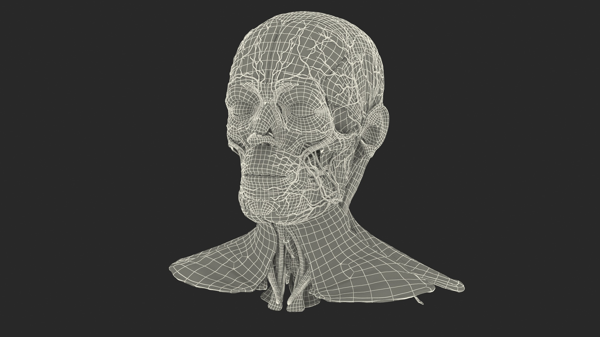 3D human head anatomy - TurboSquid 1474080