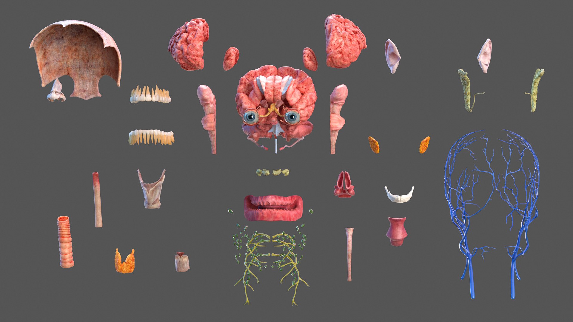 3D human head anatomy - TurboSquid 1474080
