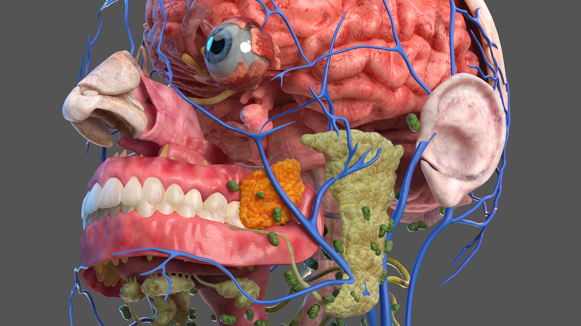 3D human head anatomy - TurboSquid 1474080