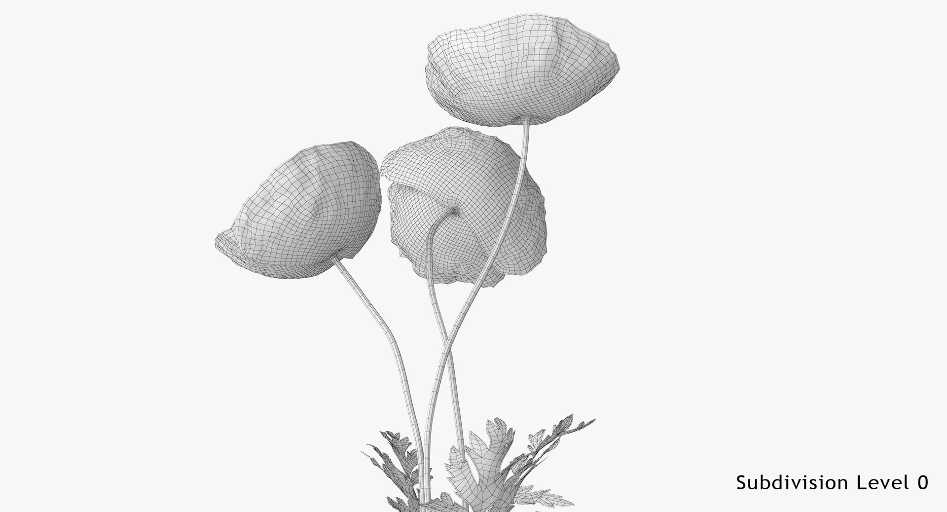 Poppy Flowers Model - TurboSquid 1833244