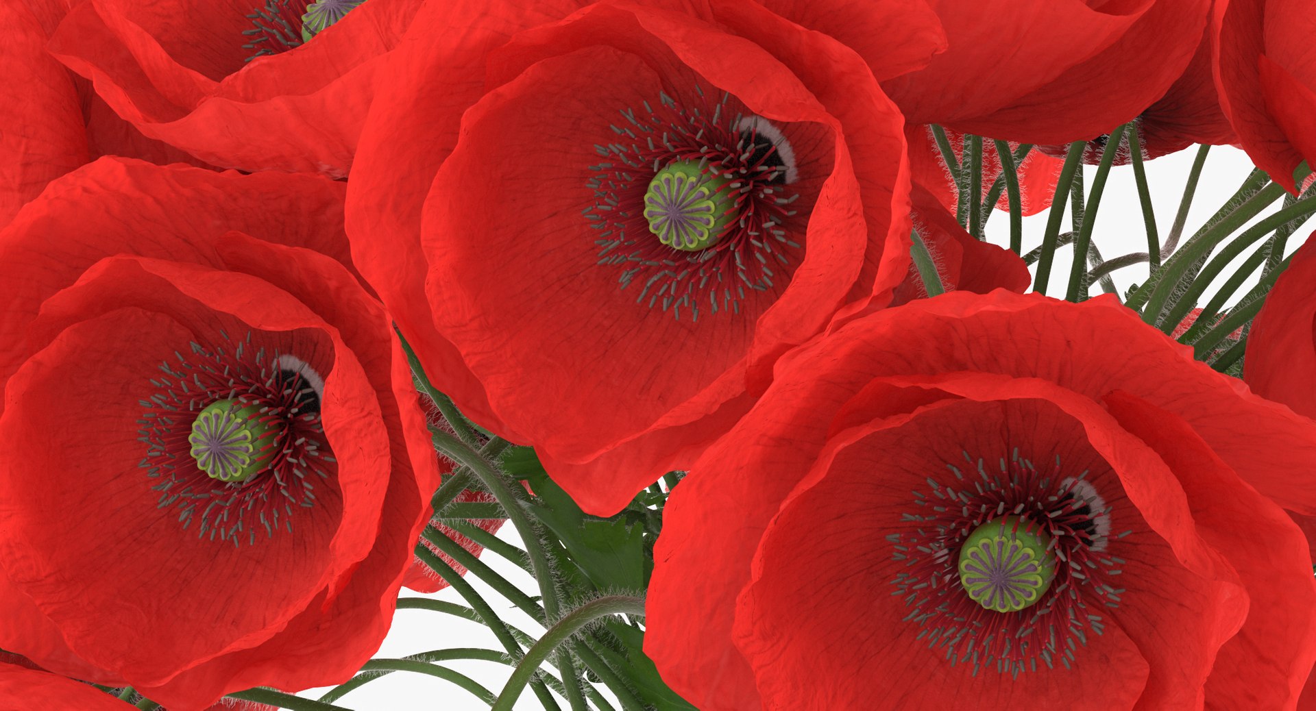 Poppy Flowers Model - TurboSquid 1833244