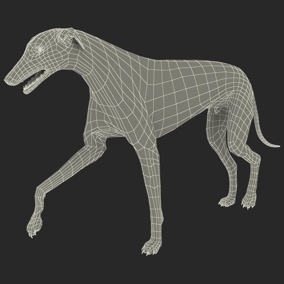 Australian Greyhound 2 Pose 3d Model