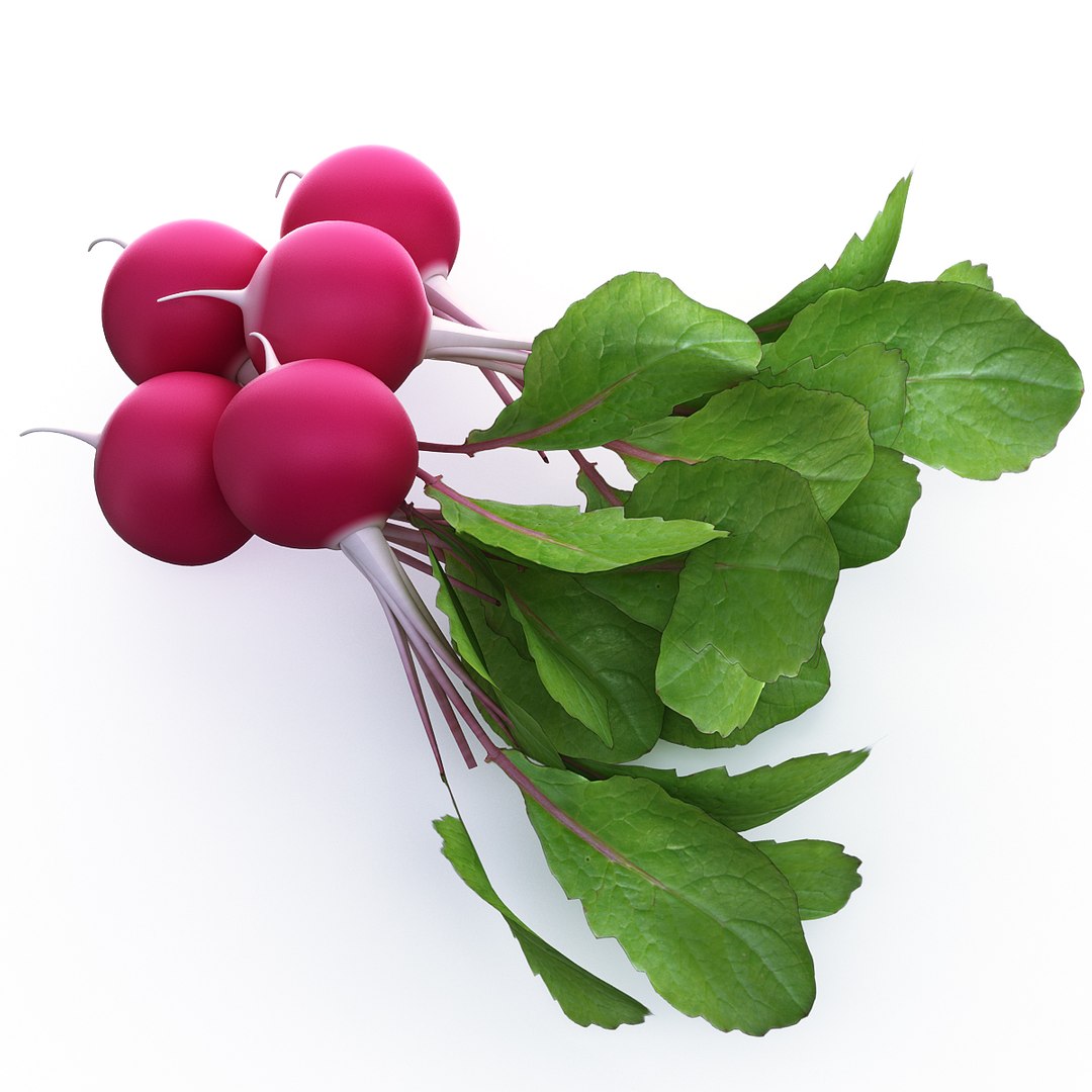 Radish 3d Model