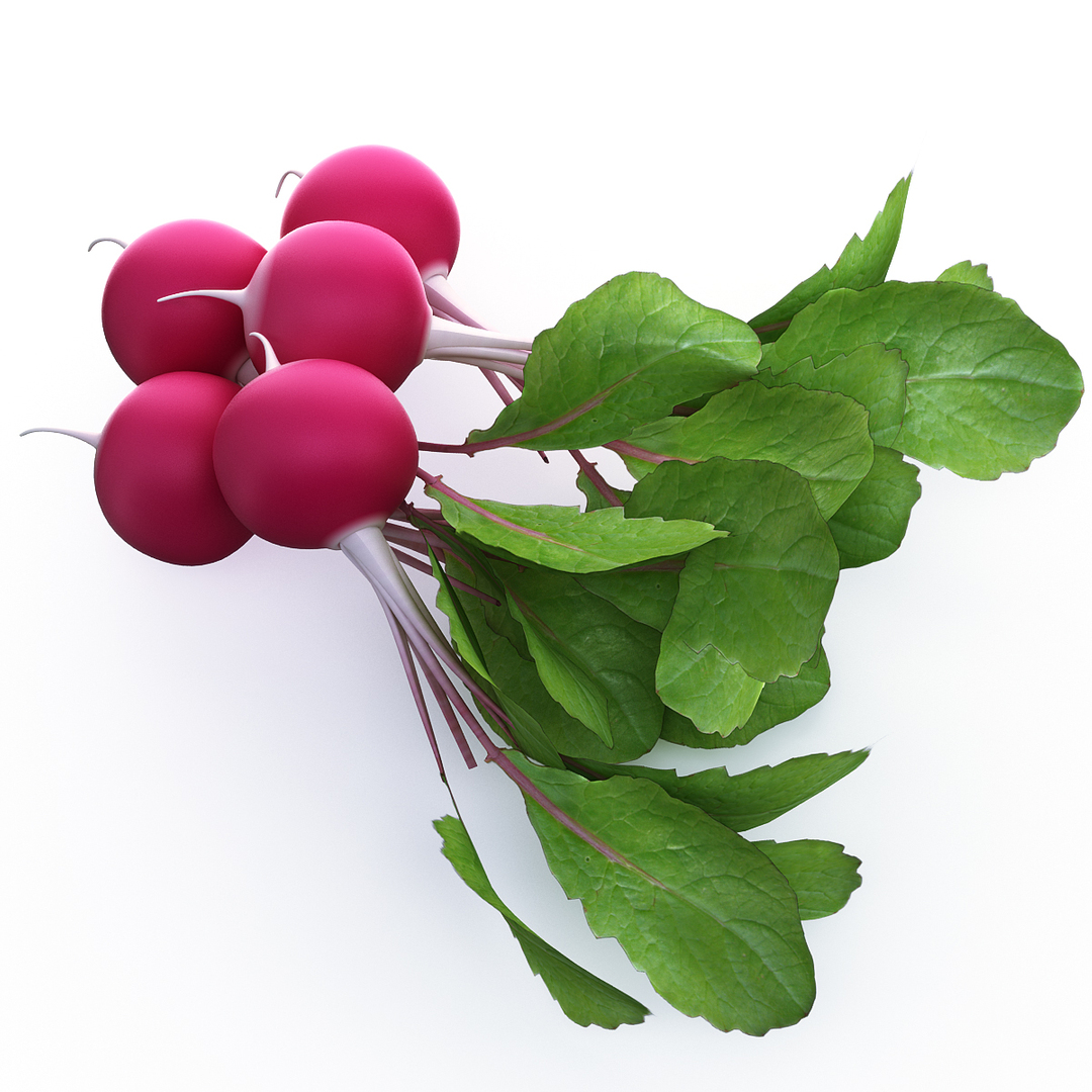 radish 3d model