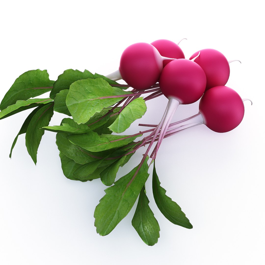 Radish 3d Model