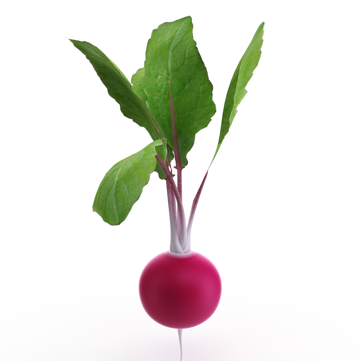 radish 3d model