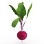 Radish 3d Model
