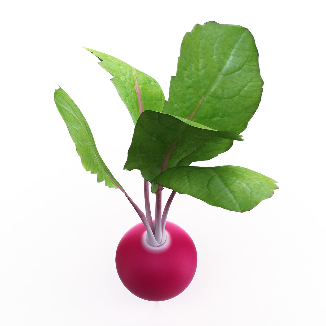 Radish 3d Model