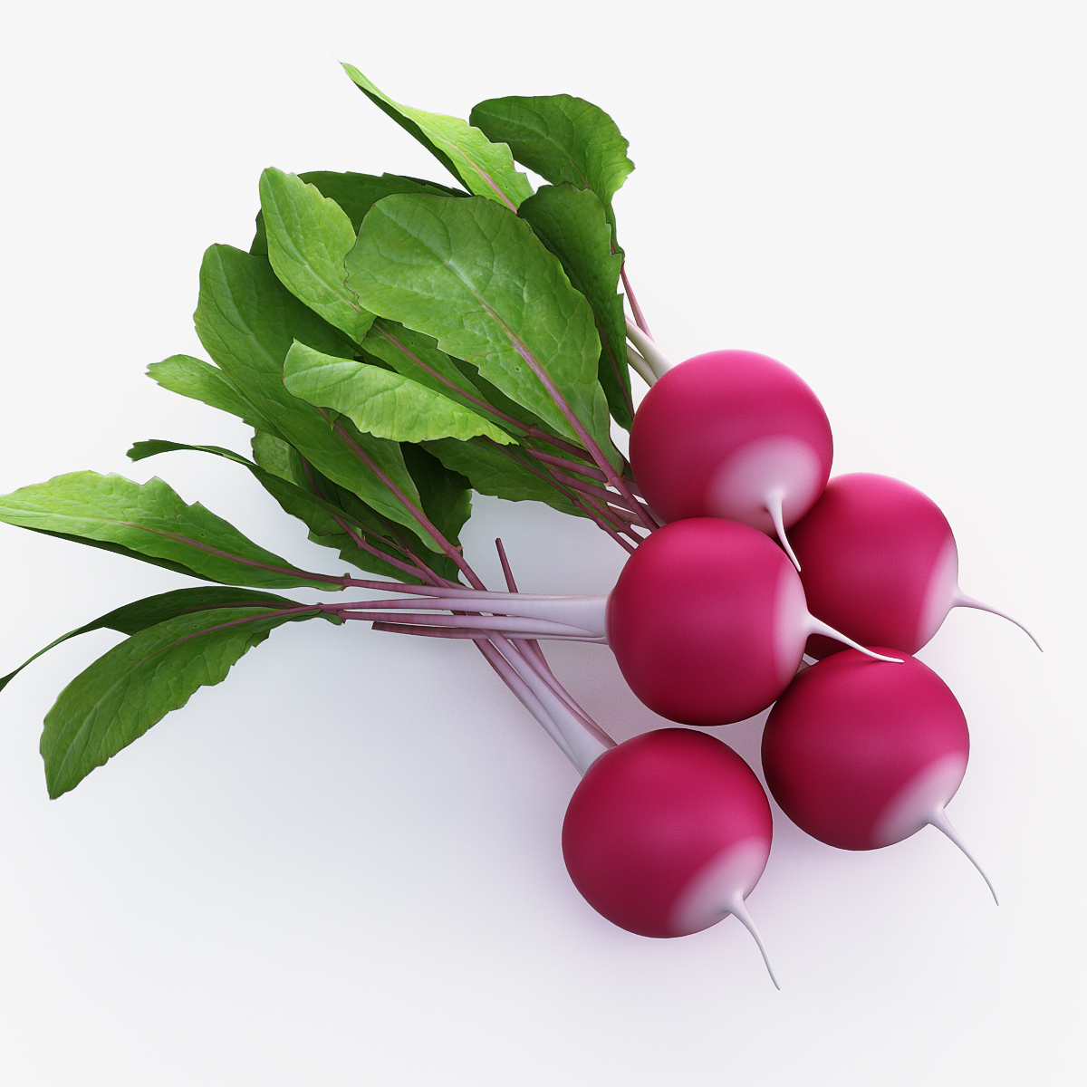 radish 3d model