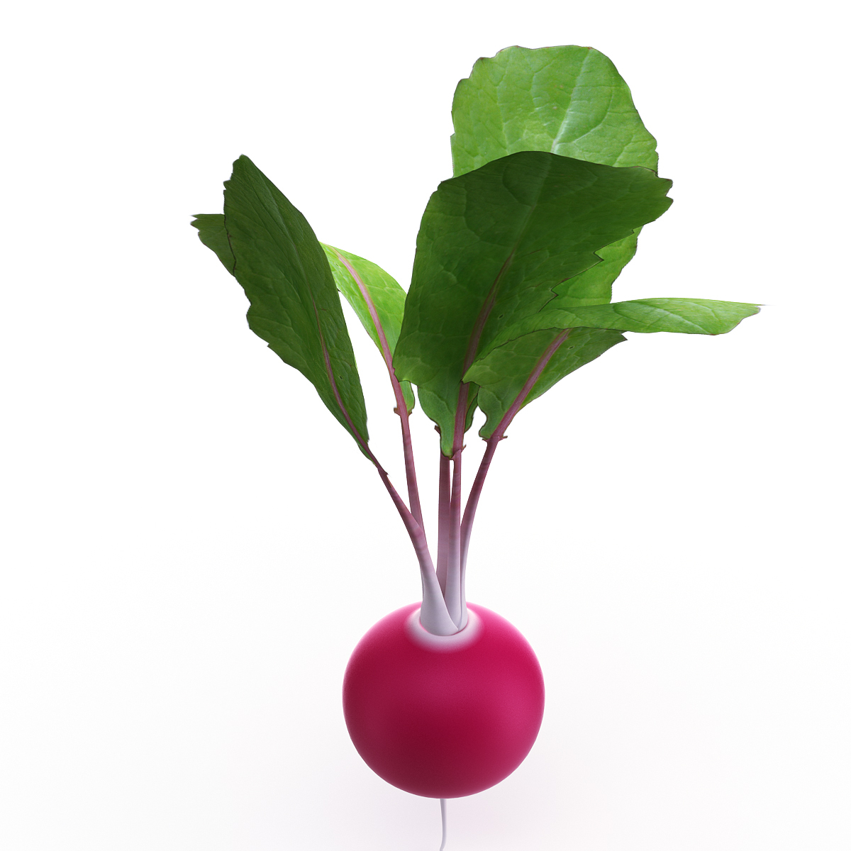 radish 3d model