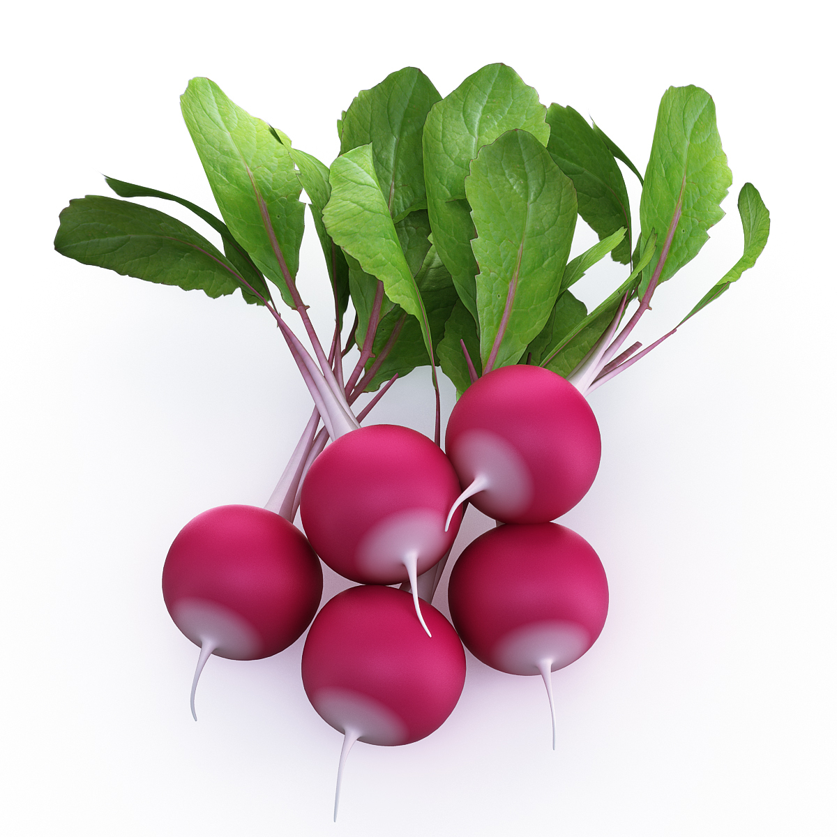 radish 3d model