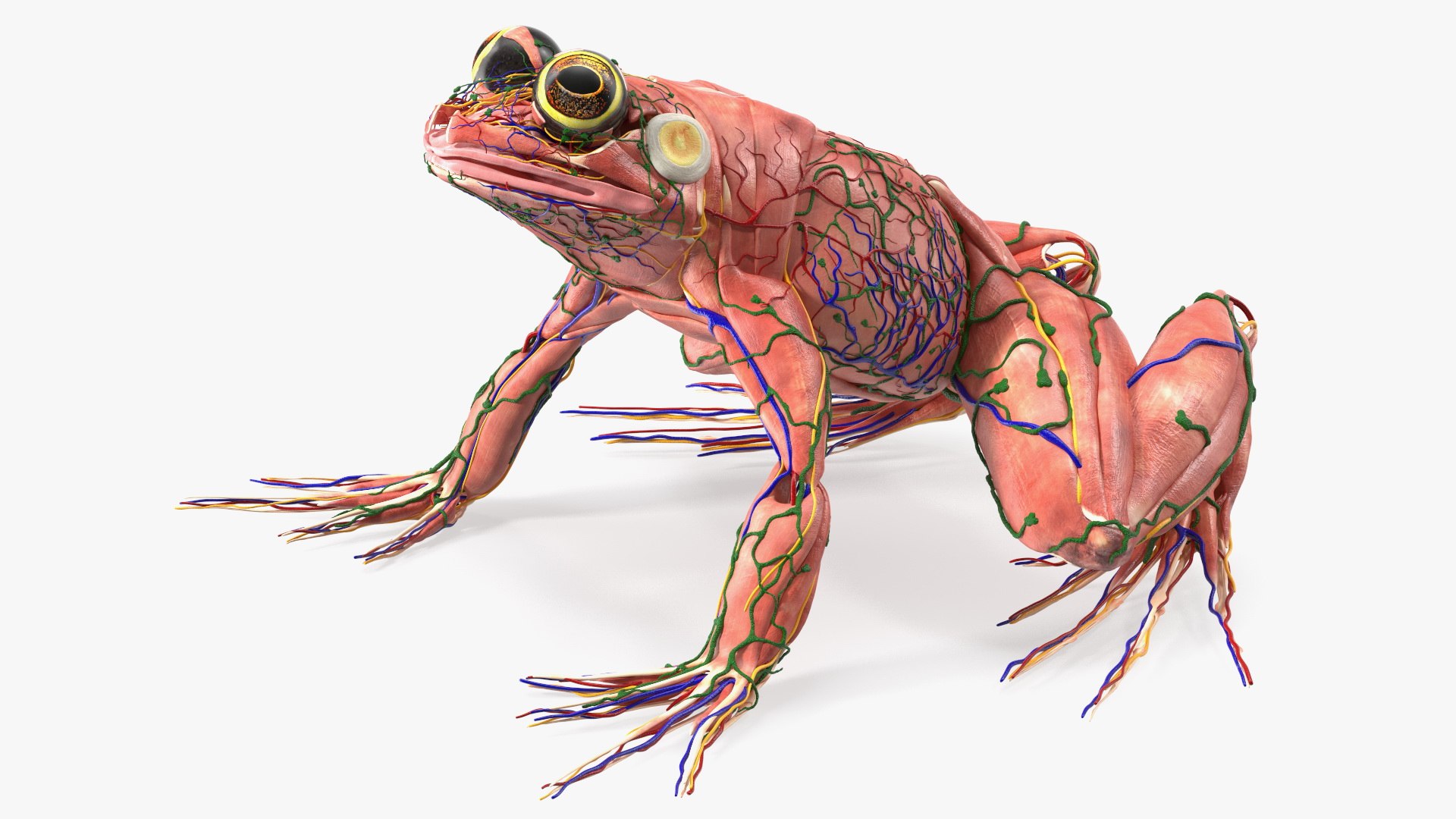 Frog Muscular System 3D model - TurboSquid 1836722